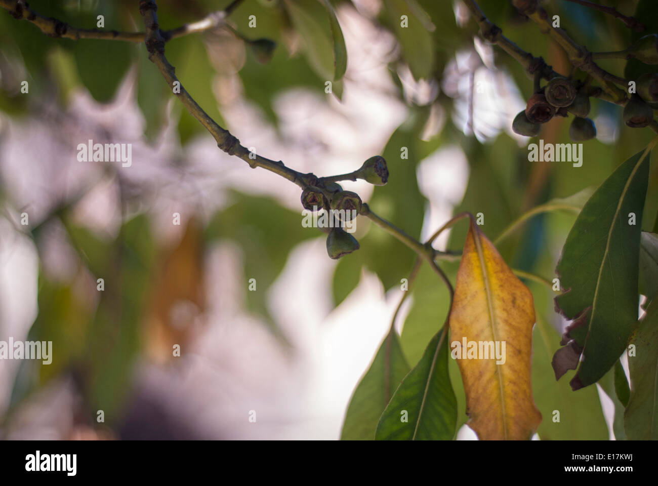 Gum tree branch Stock Photo - Alamy