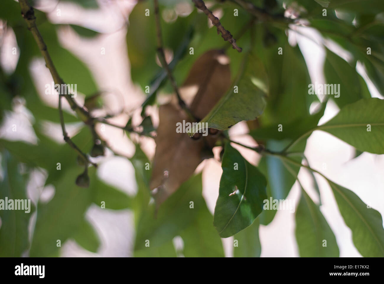 Gum tree branch Stock Photo - Alamy