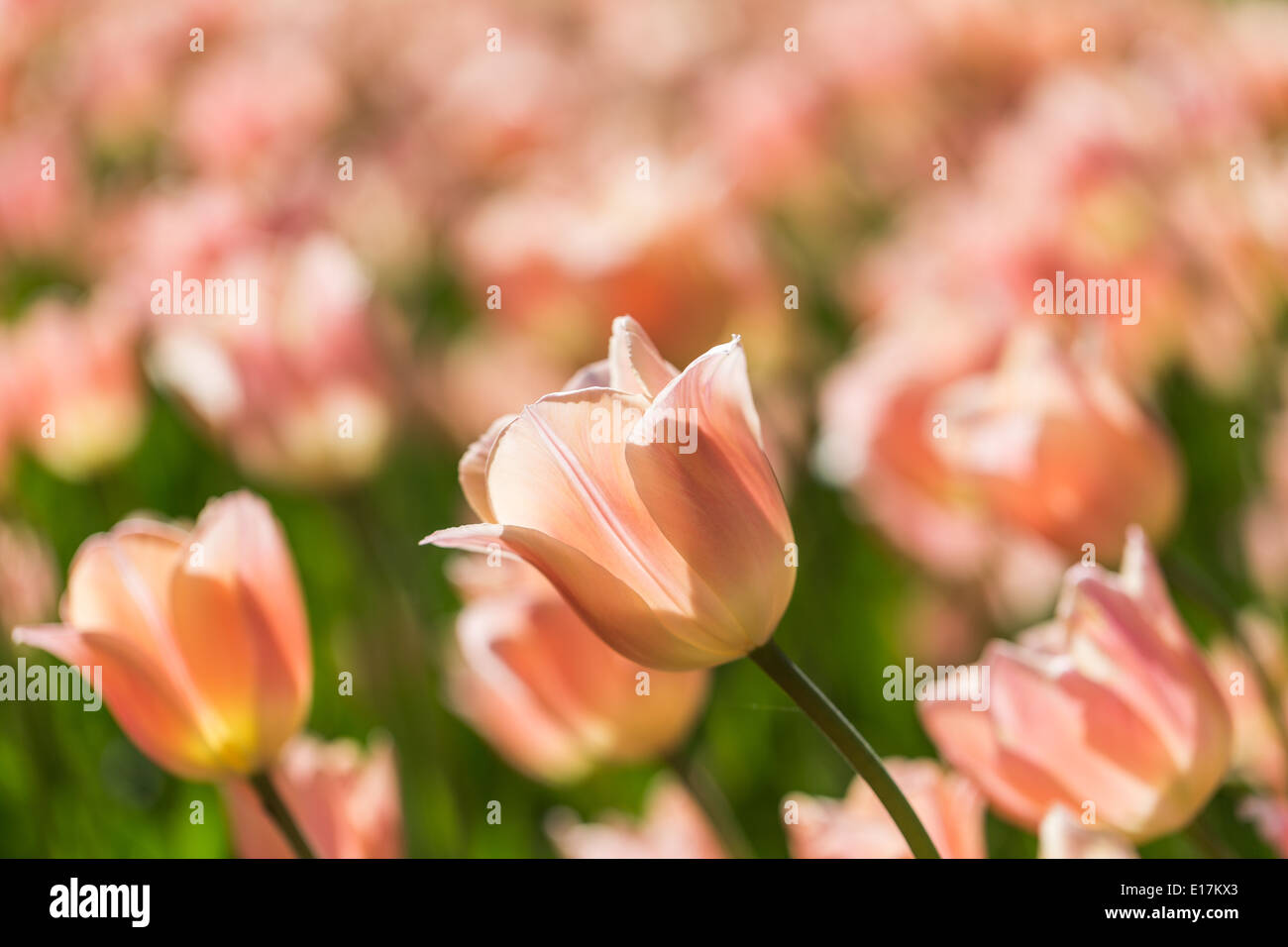 Colorful tulips in nature hi-res stock photography and images - Alamy