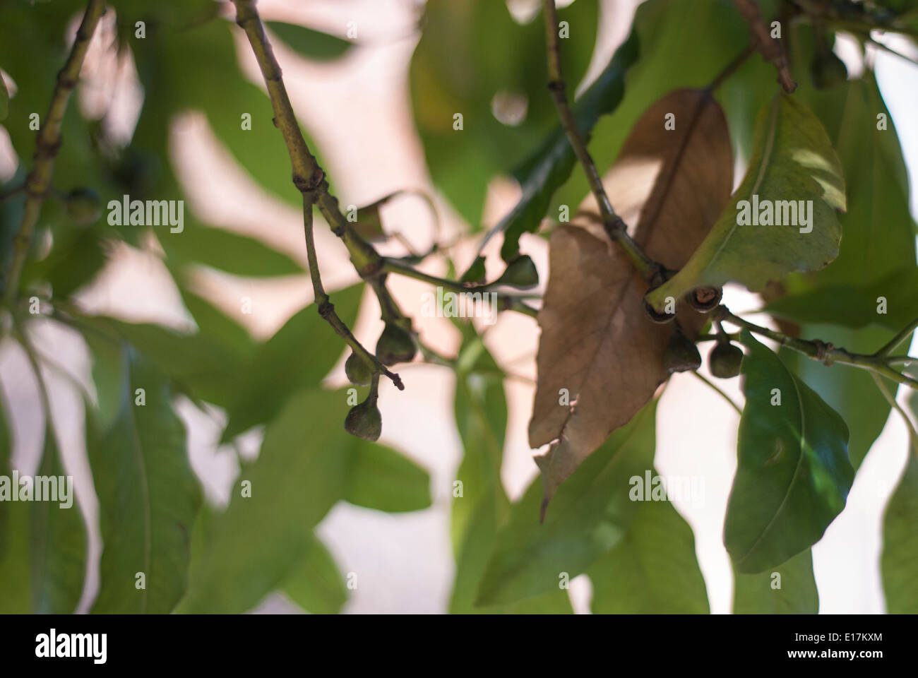 Gum tree branch Stock Photo - Alamy