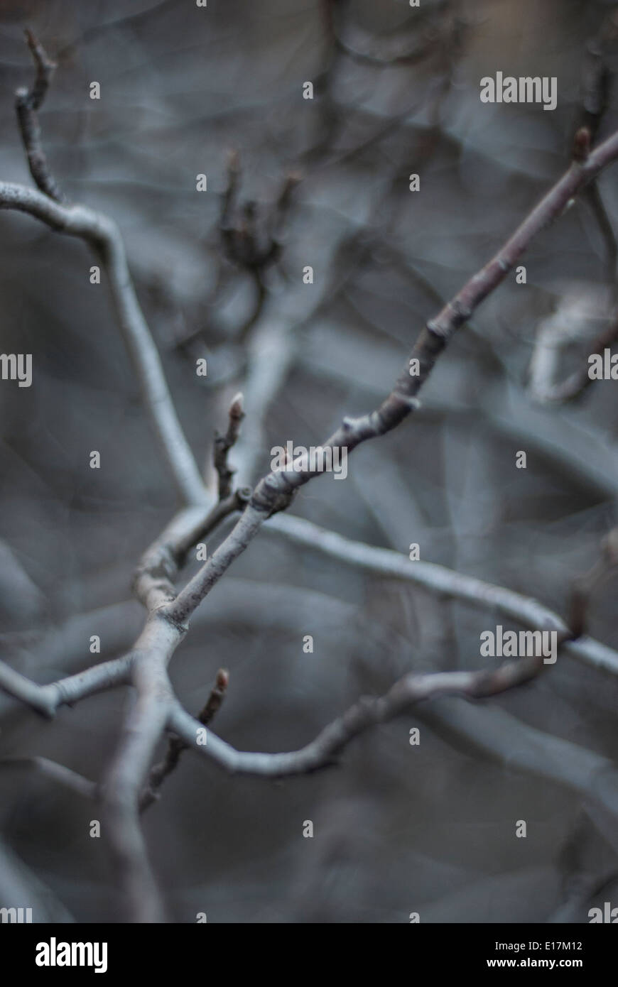 Tree branches without leaves on hi-res stock photography and images - Alamy
