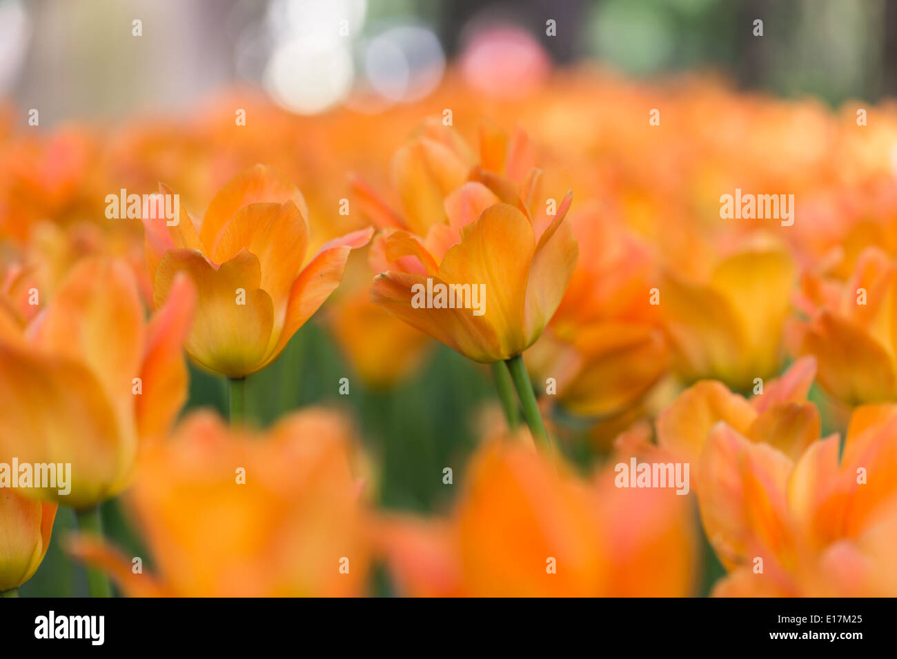 bright blooming colorful flowers tulips in garden Stock Photo - Alamy