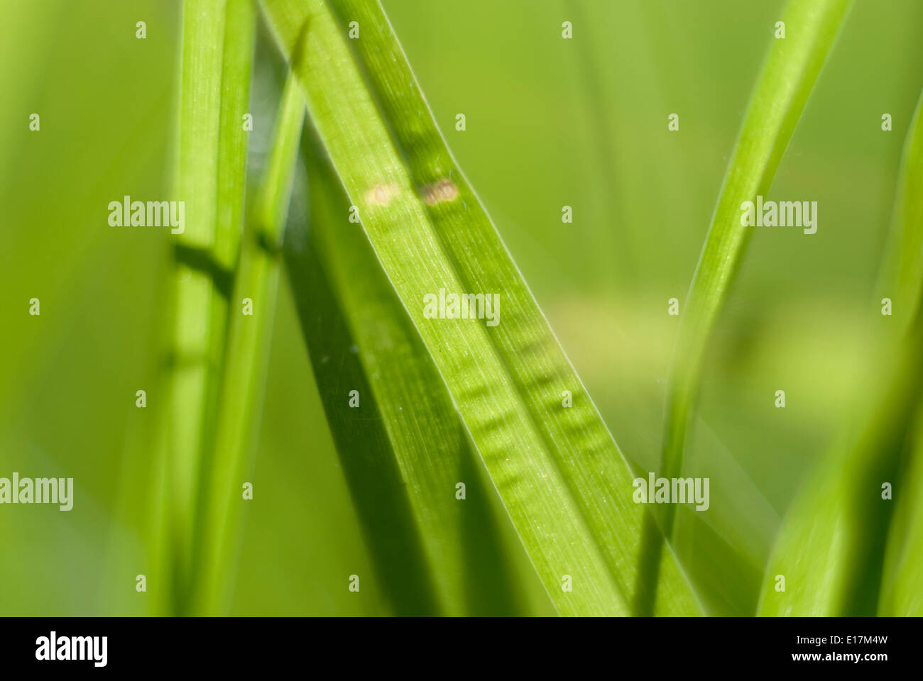 Macro Blades Of Grass Stock Photo - Alamy