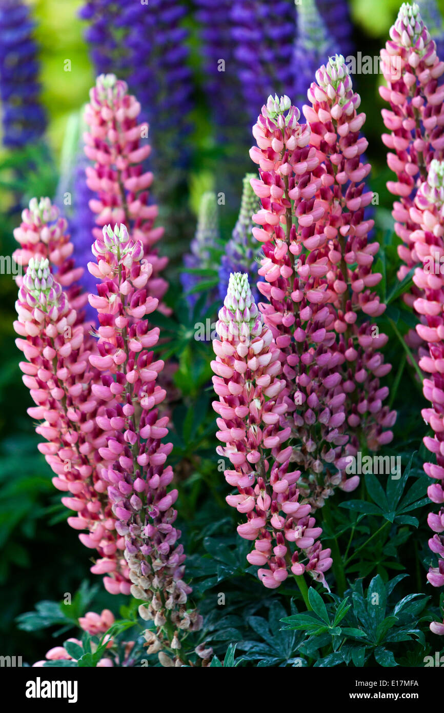Lupins garden flower hi-res stock photography and images - Alamy
