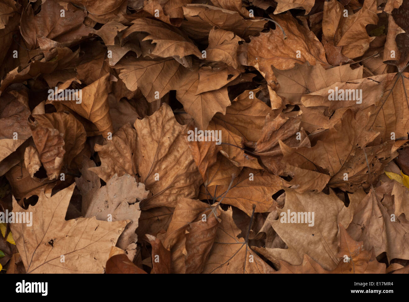 fallen Autumn Fall leaves Stock Photo - Alamy