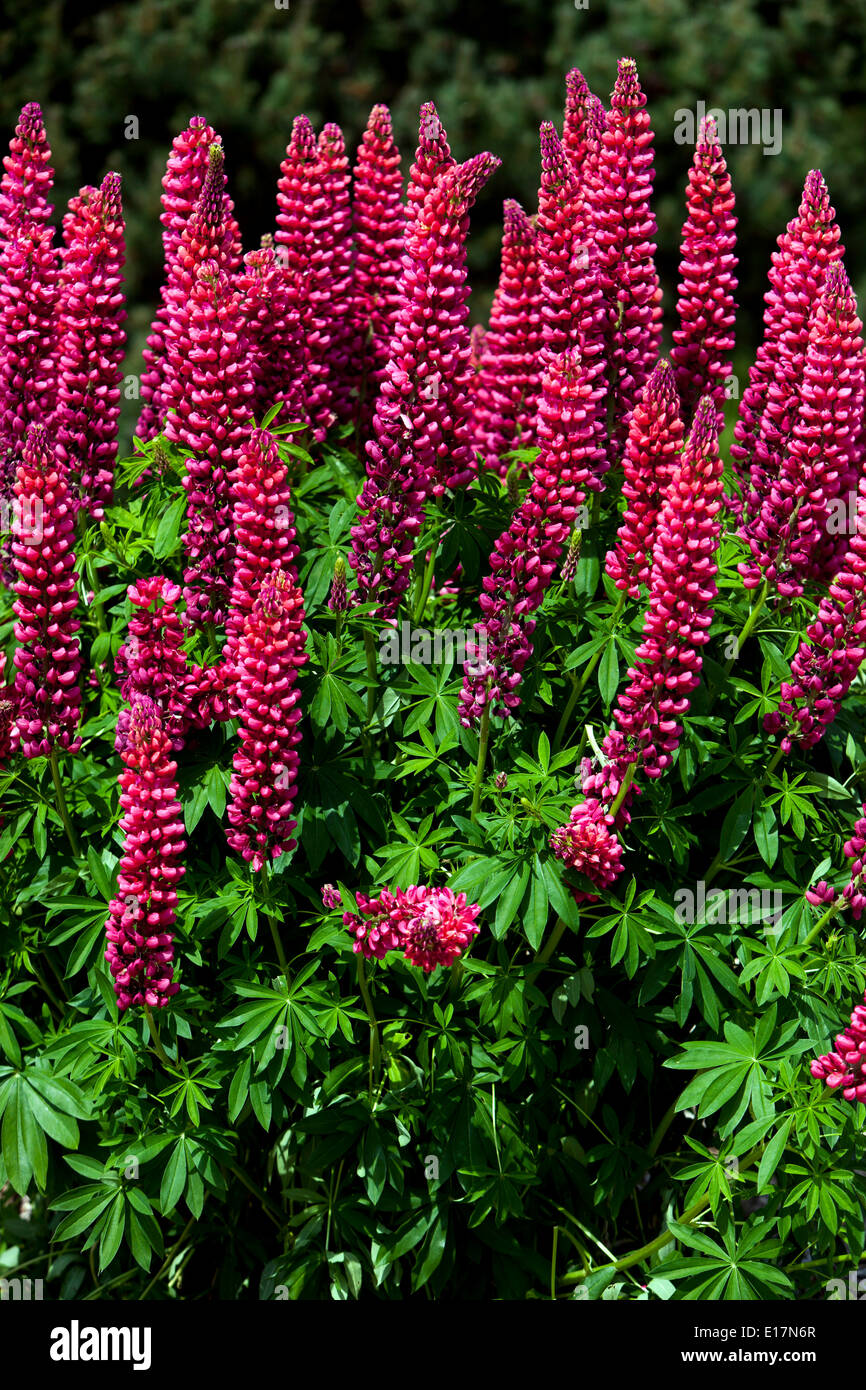 Lupinus red rum hi-res stock photography and images - Alamy