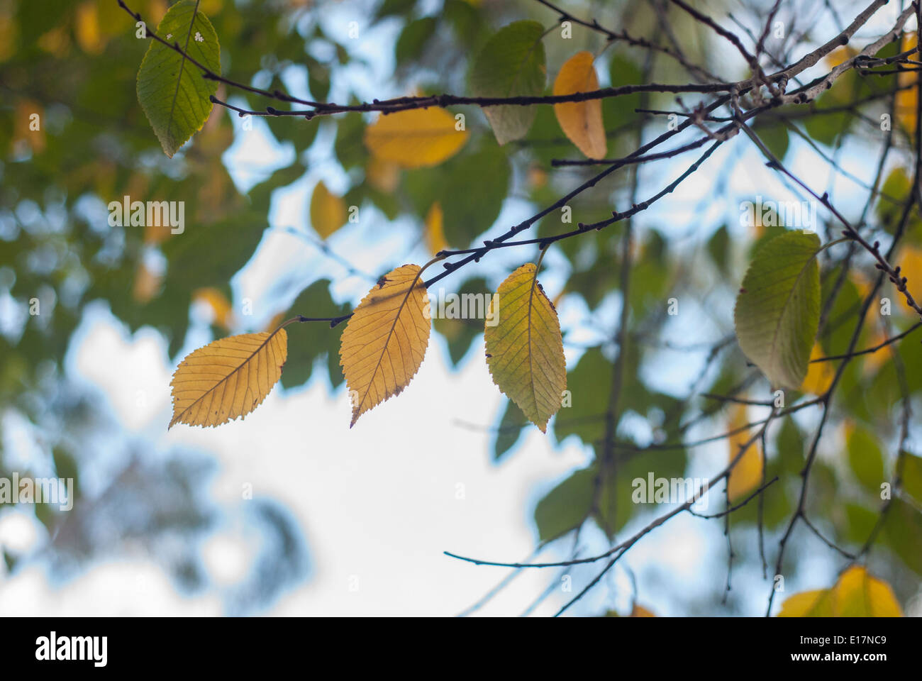 Elm leaves hi-res stock photography and images - Alamy