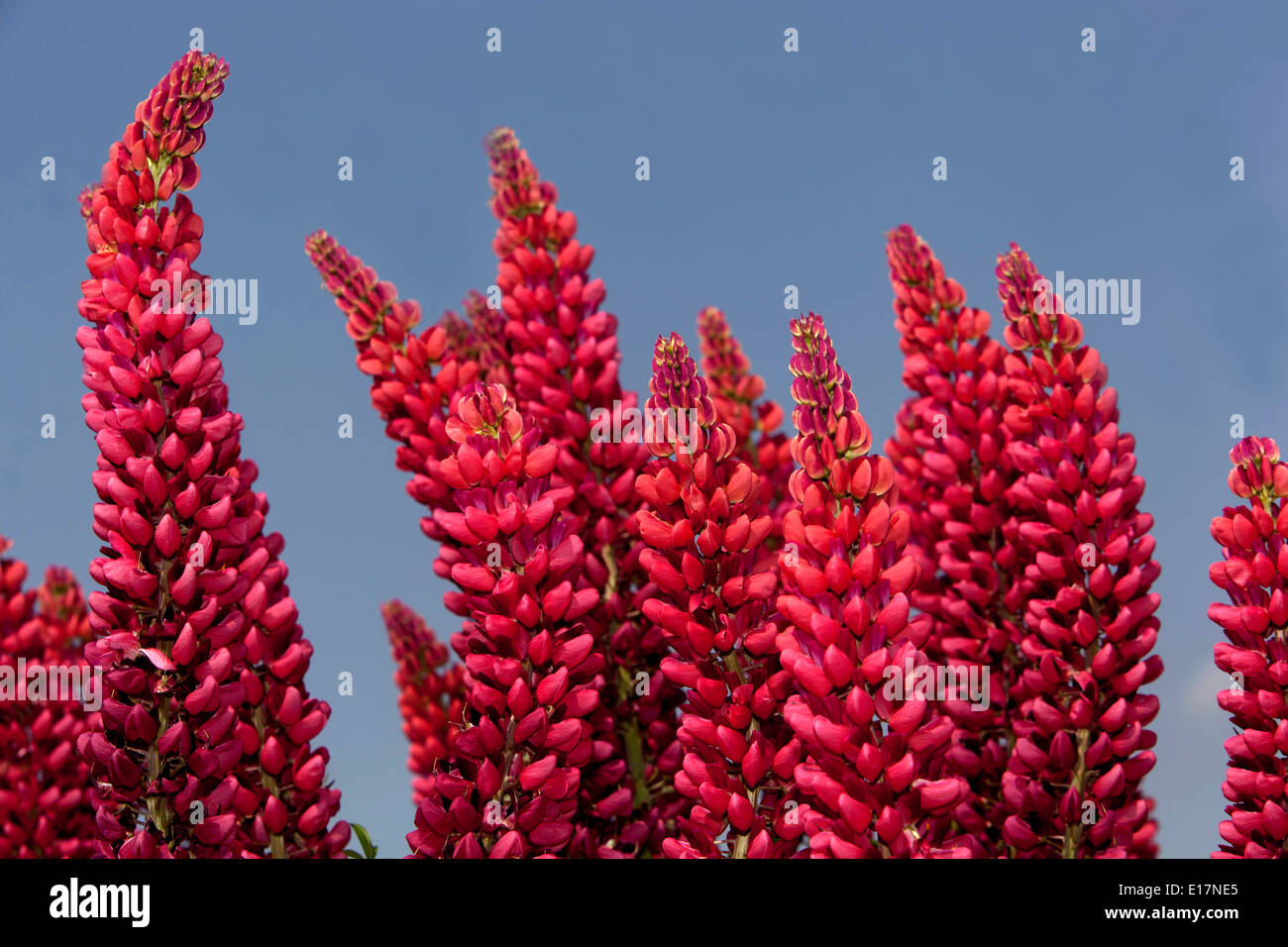 Lupinus red rum hi-res stock photography and images - Alamy