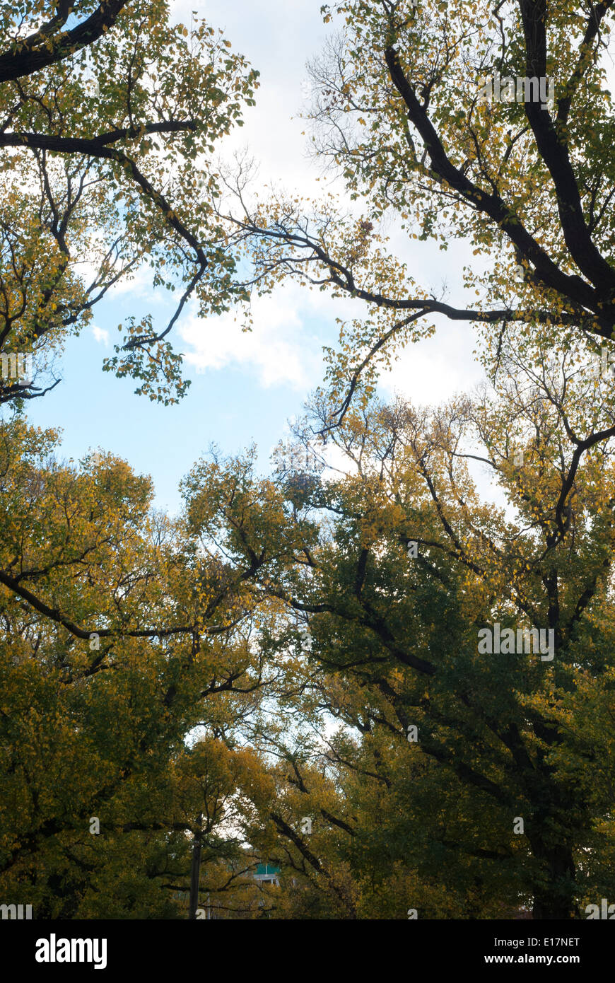 Tree branch canopy Stock Photo - Alamy