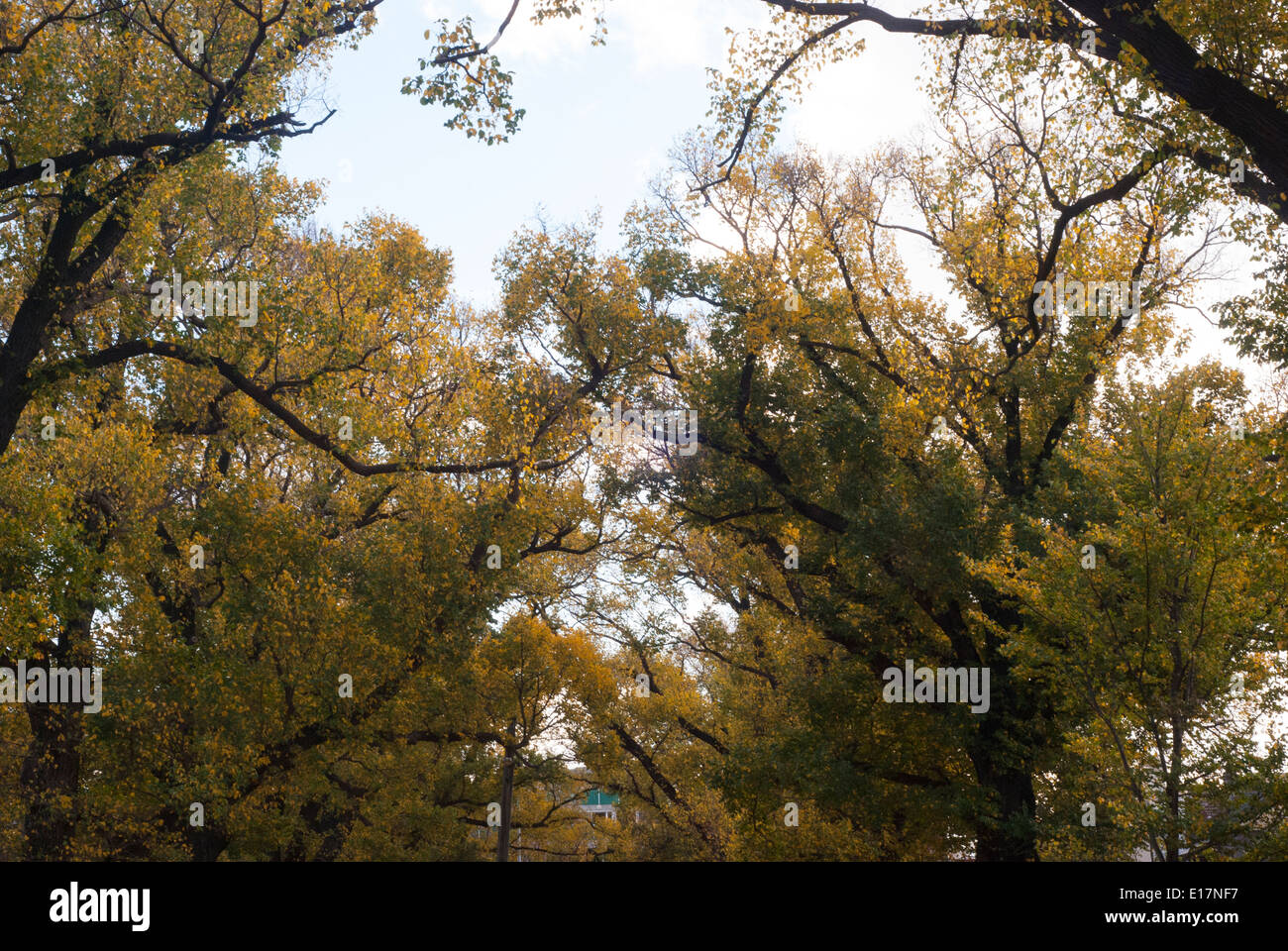 Tree branch canopy Stock Photo - Alamy