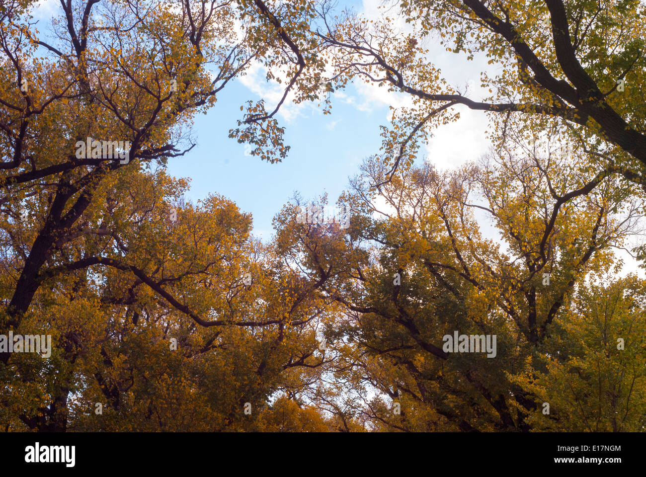 Tree branch canopy Stock Photo - Alamy
