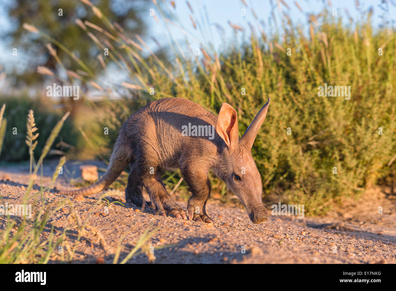 Antbear hi-res stock photography and images - Alamy
