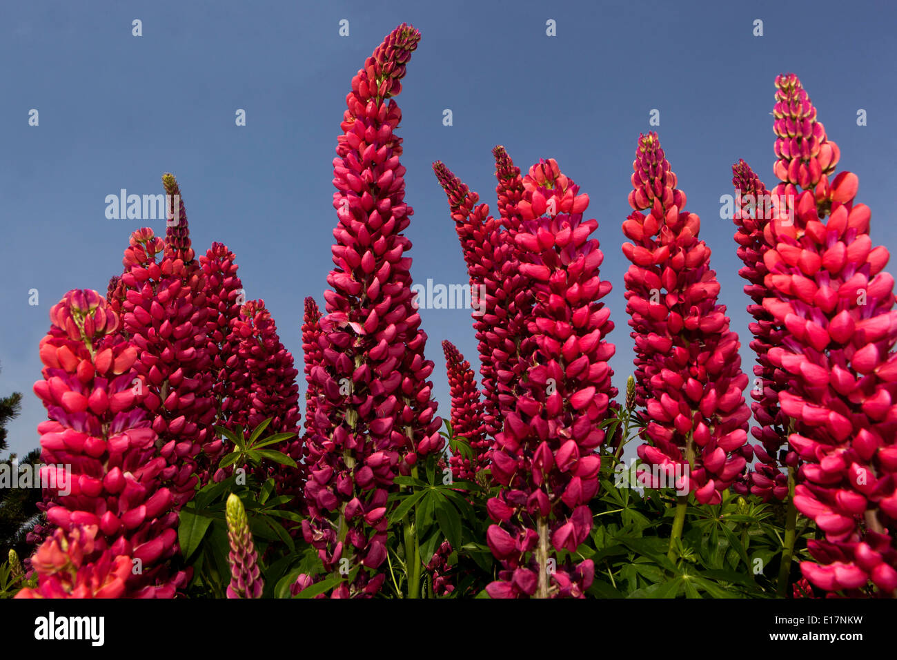 Lupinus 'Red Rum' Garden lupine Stock Photo - Alamy