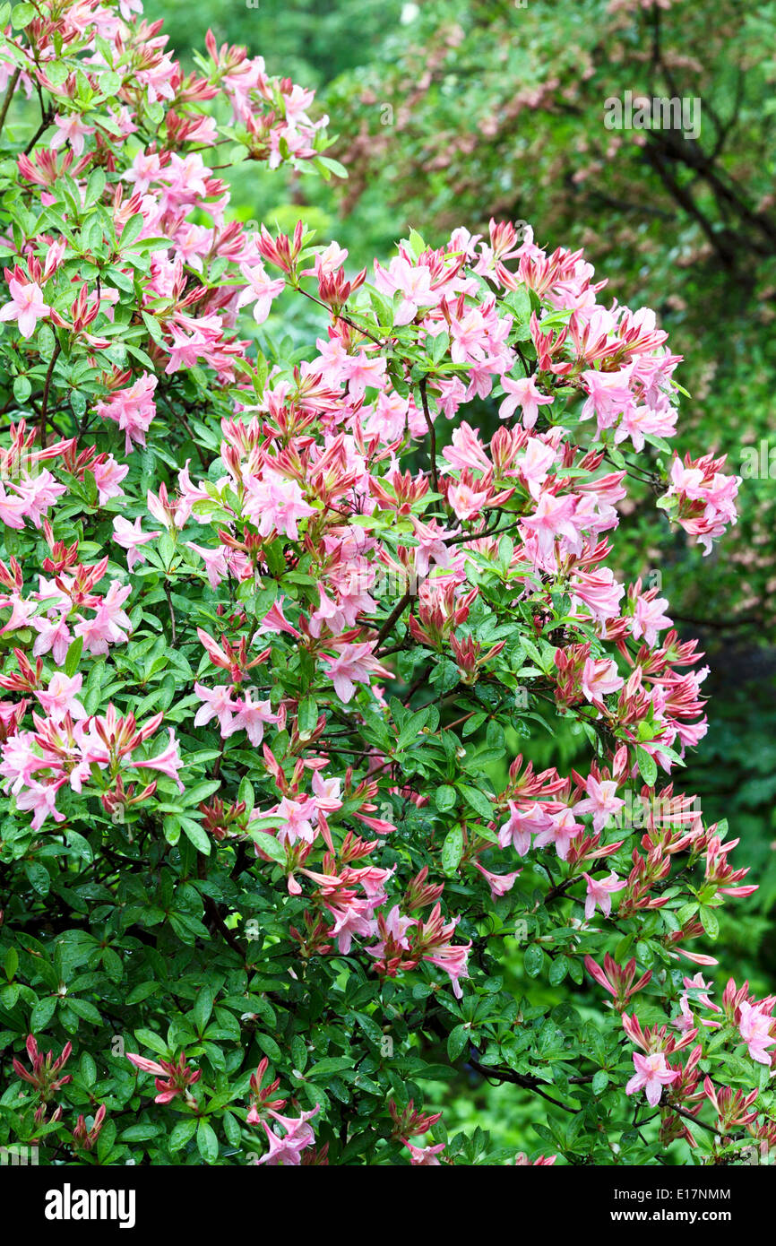 Beautiful spring Azaleas showing it's pink blooms, viewed in an English ...