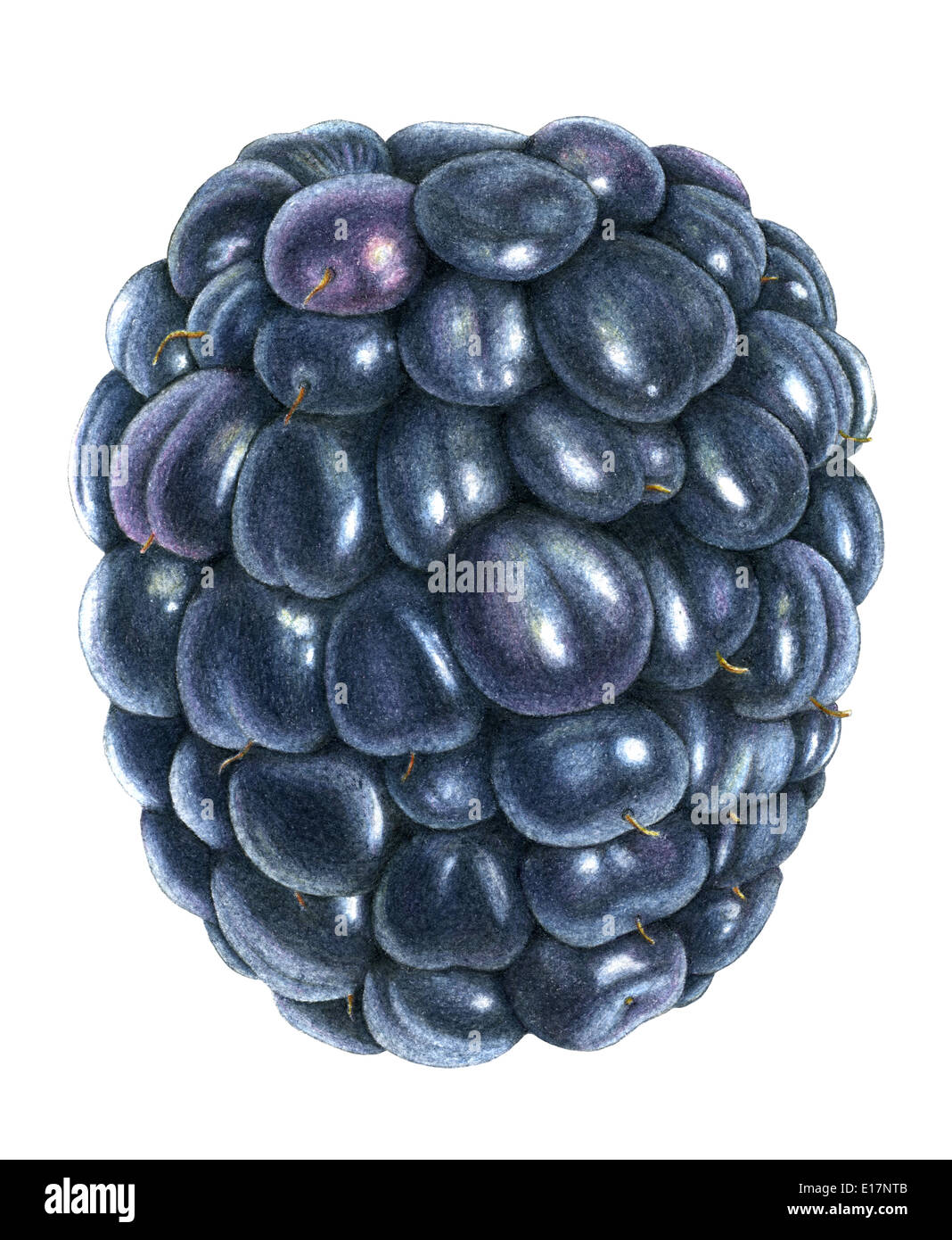 Blackberry. Drawing with colored pencils on white background Stock ...