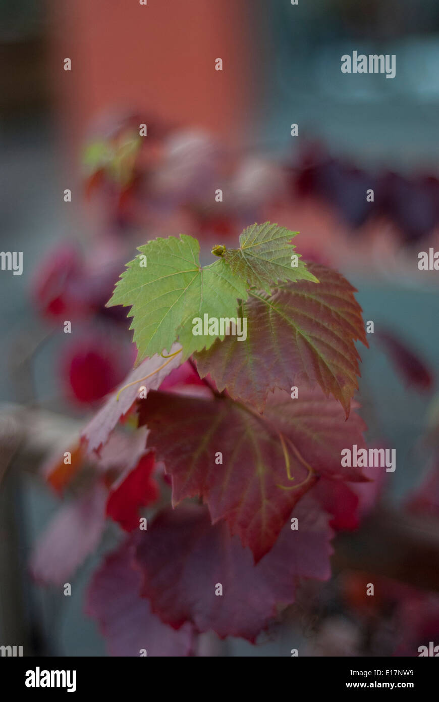 Grape Vine Leaves Stock Photo - Alamy
