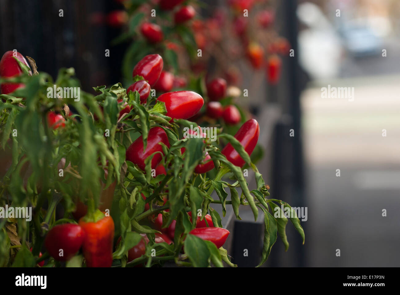Potted Chili Pepper Plant Stock Photo - Alamy