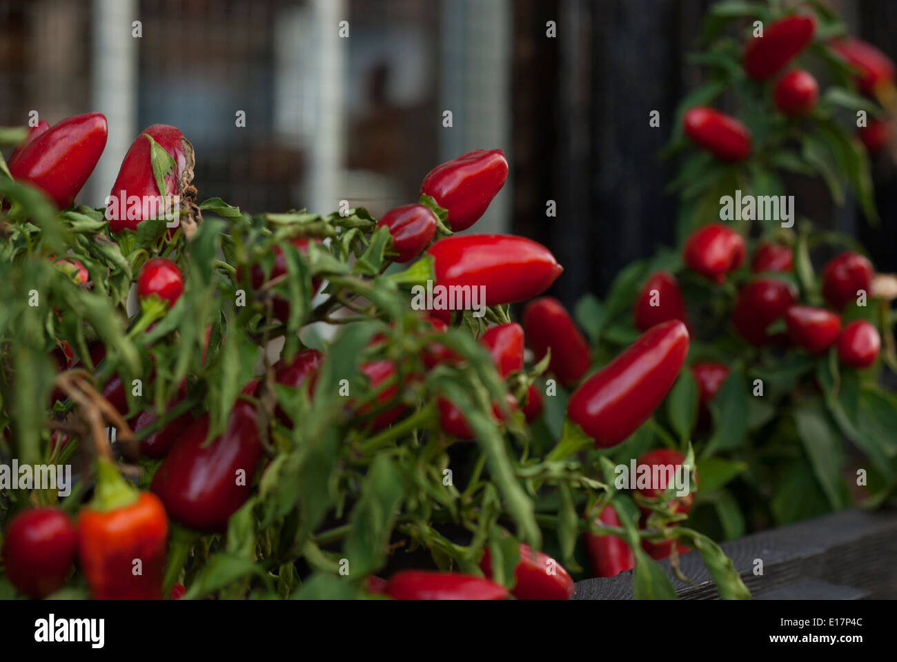 Potted Chili Pepper Plant Stock Photo - Alamy