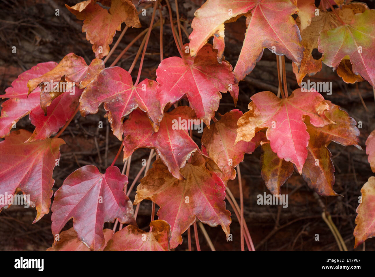 Red Autumn Vine Leaves Stock Photo - Alamy