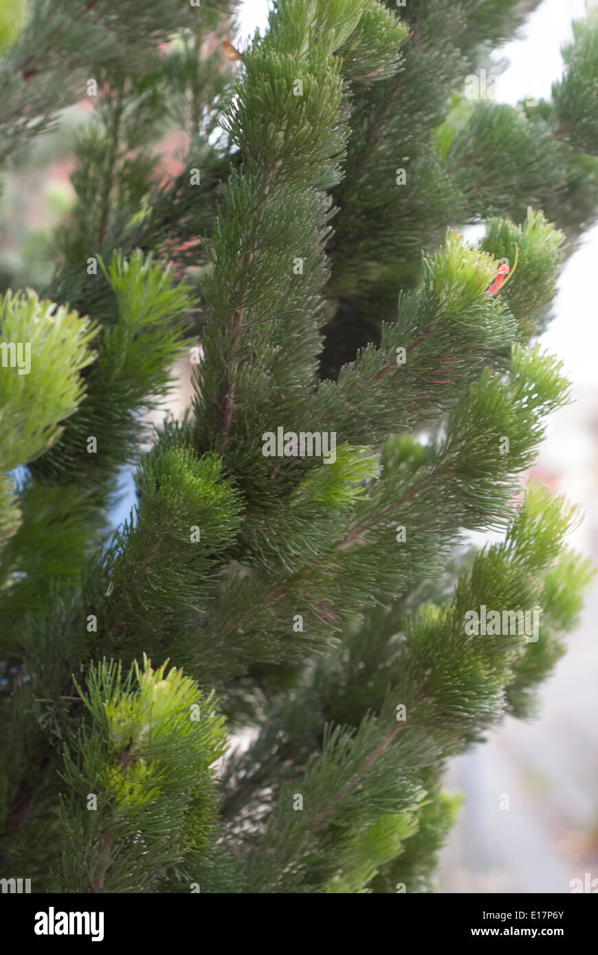 Green firs hi-res stock photography and images - Alamy