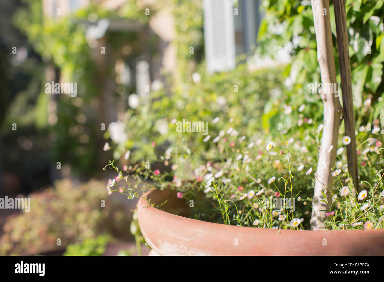 Delicate hi-res stock photography and images - Alamy