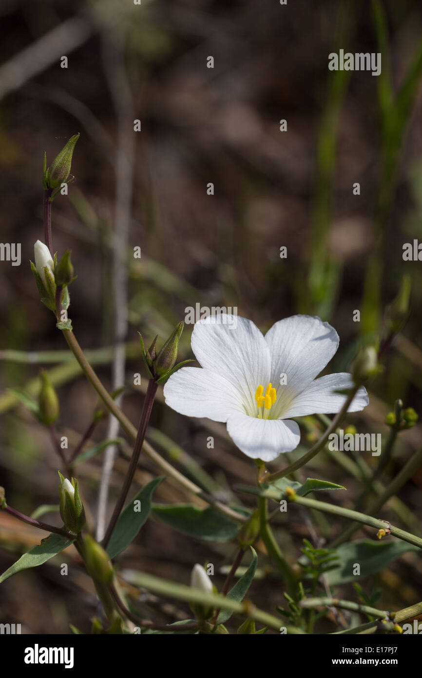 Iran Plant High Resolution Stock Photography and Images - Alamy
