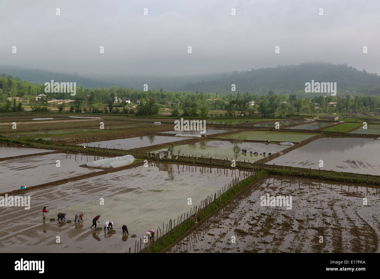 A very Asian view of women planting rice paddies on the road to Masuleh ...
