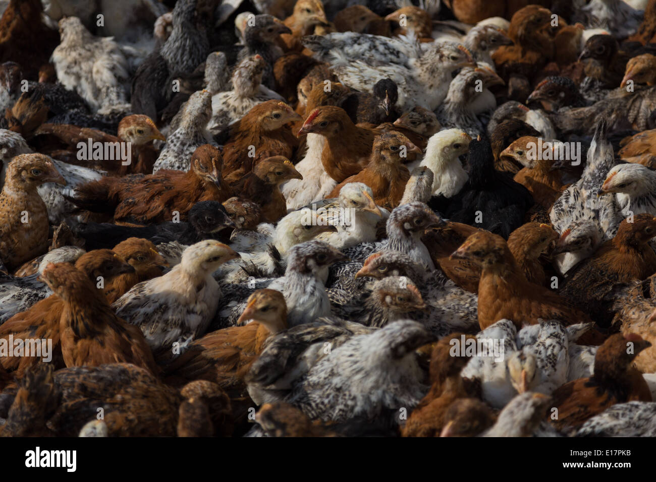 Poultry market hi-res stock photography and images - Alamy