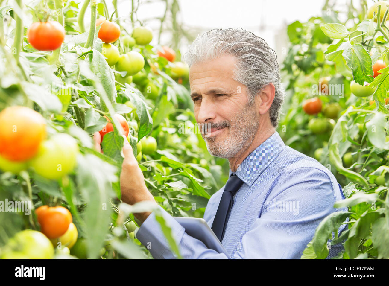Botanist examining tomato plants in greenhouse Stock Photo - Alamy