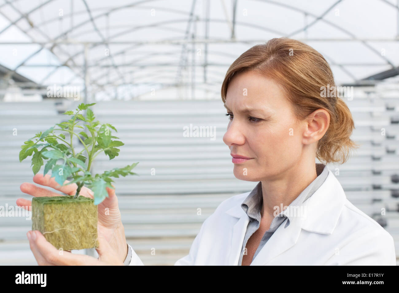 Botanist examining plant in greenhouse Stock Photo - Alamy