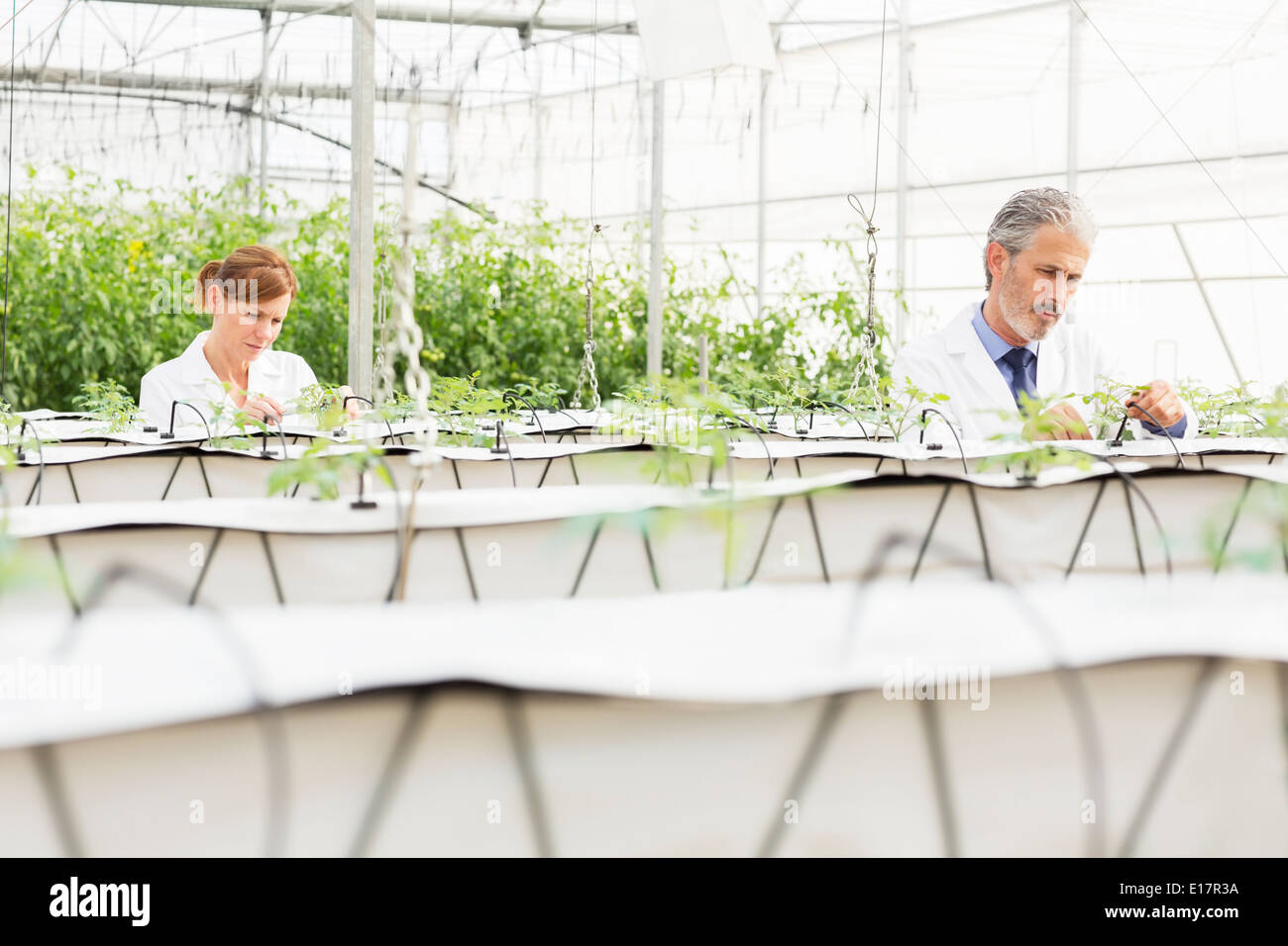 Botanists hi-res stock photography and images - Alamy