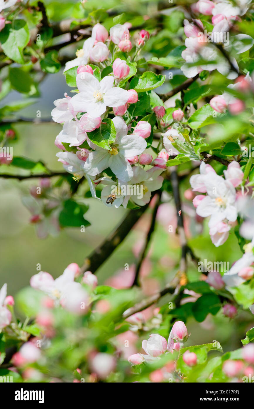 Apple tree flower blossom hi-res stock photography and images - Alamy