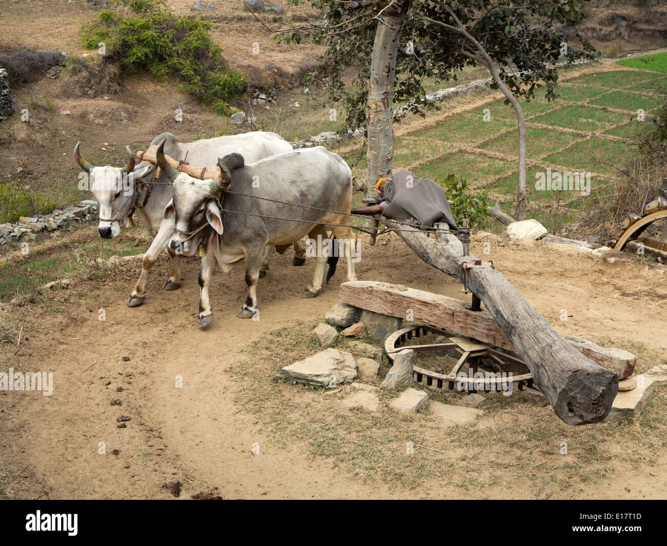 Persian water wheel rajasthan india hi-res stock photography and images ...