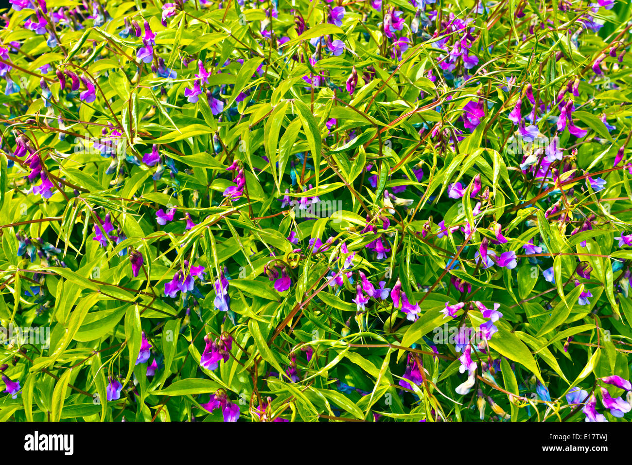 Spring pea Lathyrus vernus perennial flowering plant Stock Photo - Alamy