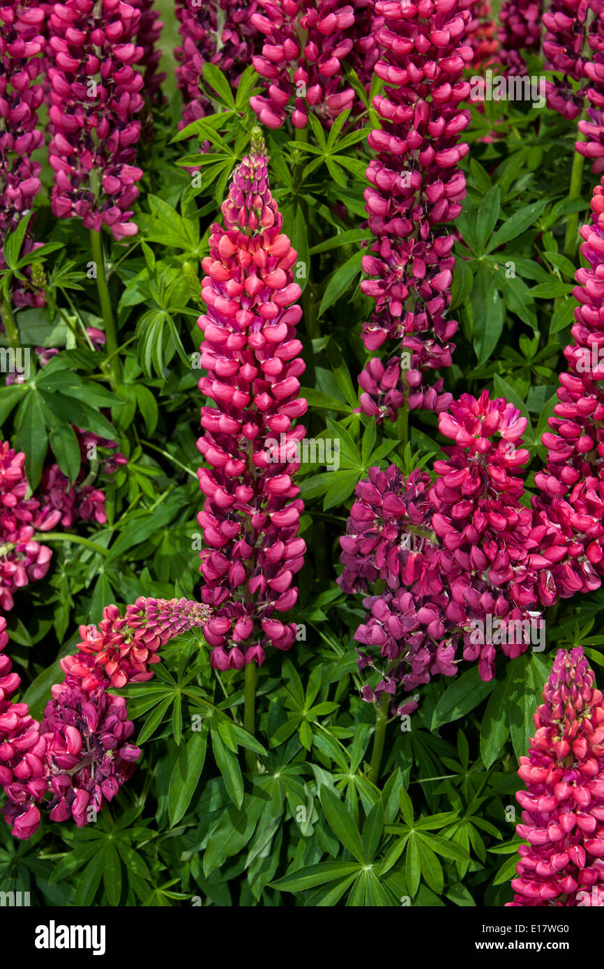Lupinus 'Red Rum' Garden lupine Stock Photo - Alamy