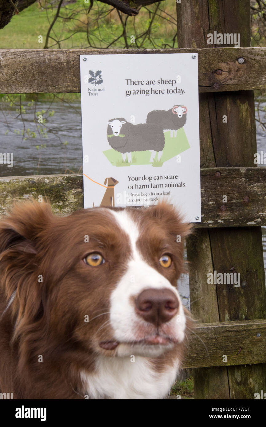 Sheep worrying hi-res stock photography and images - Alamy