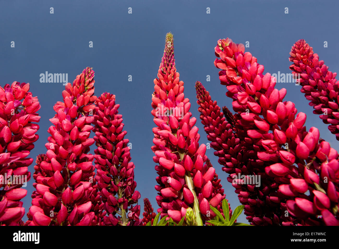 Red rum hi-res stock photography and images - Alamy