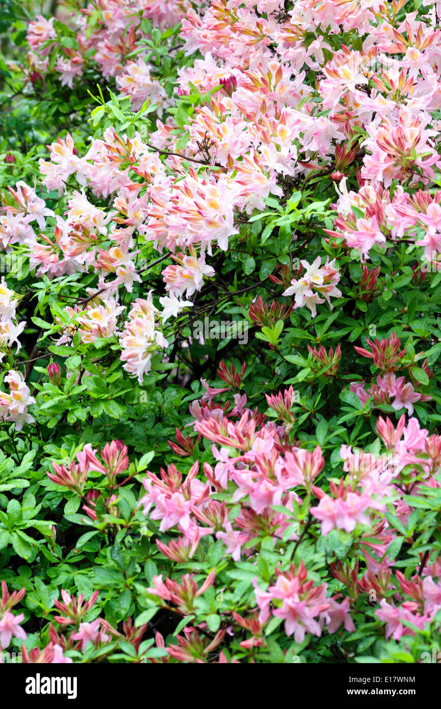 Beautiful spring Azaleas showing it's pink blooms, viewed in an English ...