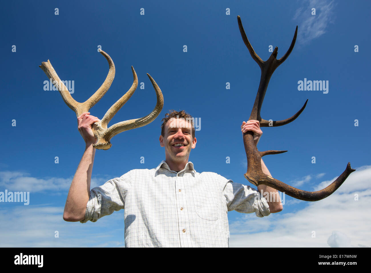 Antlers from an extinct deer revealed by storm damage on walney Island ...