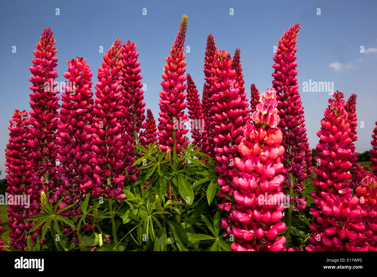 Red Lupin High Resolution Stock Photography and Images - Alamy
