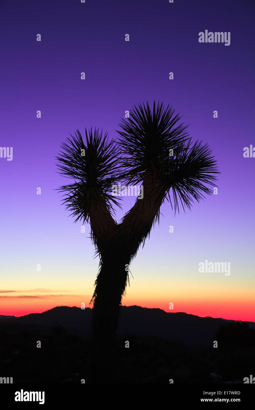 Joshua tree (Yucca brevifolia) silhouette in twilight, Joshua Tree ...