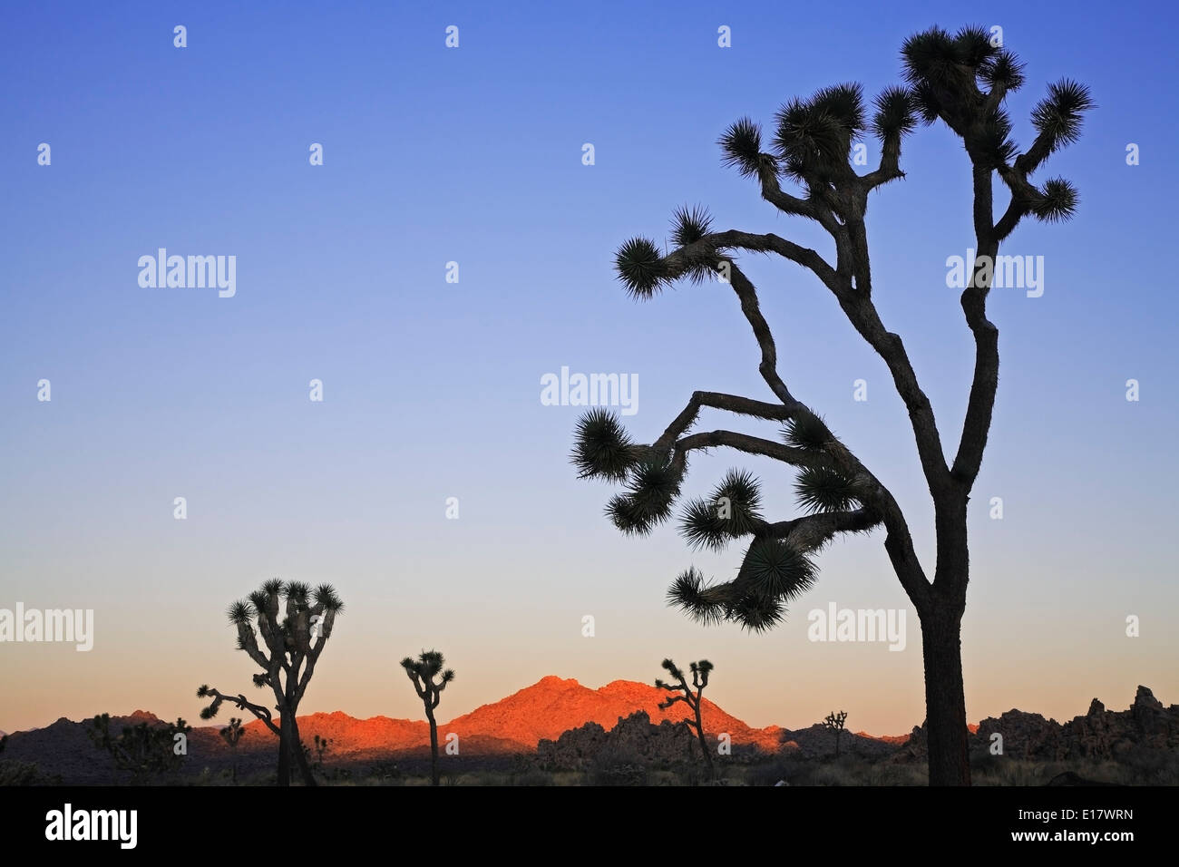 Joshua trees (Yucca brevifolia) silhouettes and hills, Joshua Tree ...