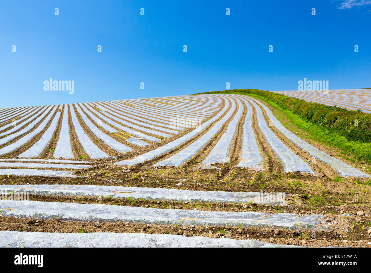 A crop covered in rows of plastic sheeting in a field on the Furnes ...