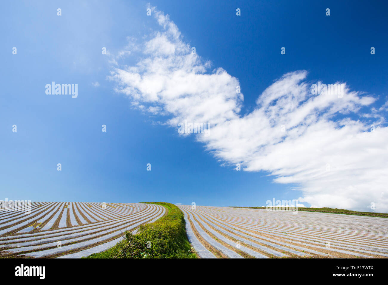 Seedling and farm crop field hi-res stock photography and images - Alamy