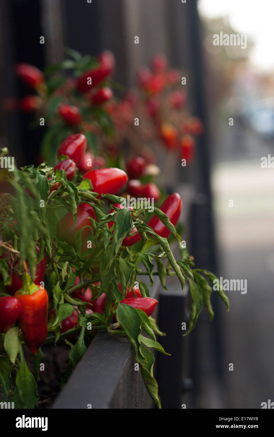Potted Chili Pepper Plant Stock Photo - Alamy