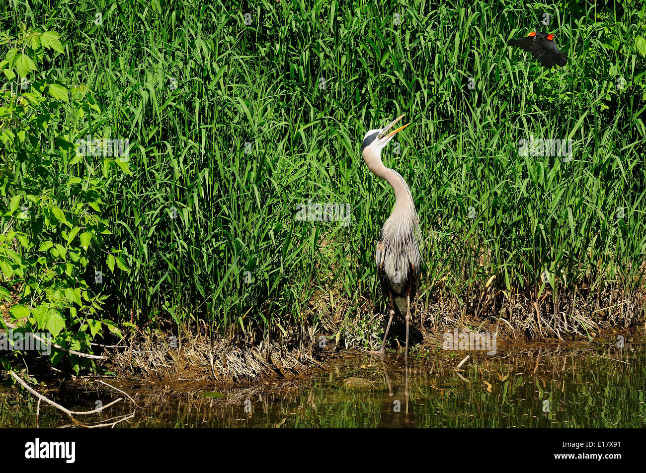 Hernias hi-res stock photography and images - Alamy