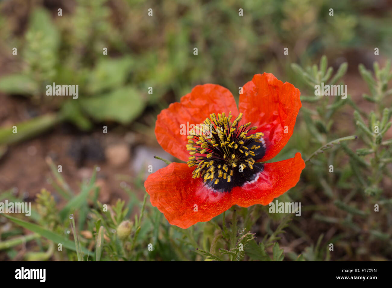A bright mountain poppy, Iran Stock Photo - Alamy