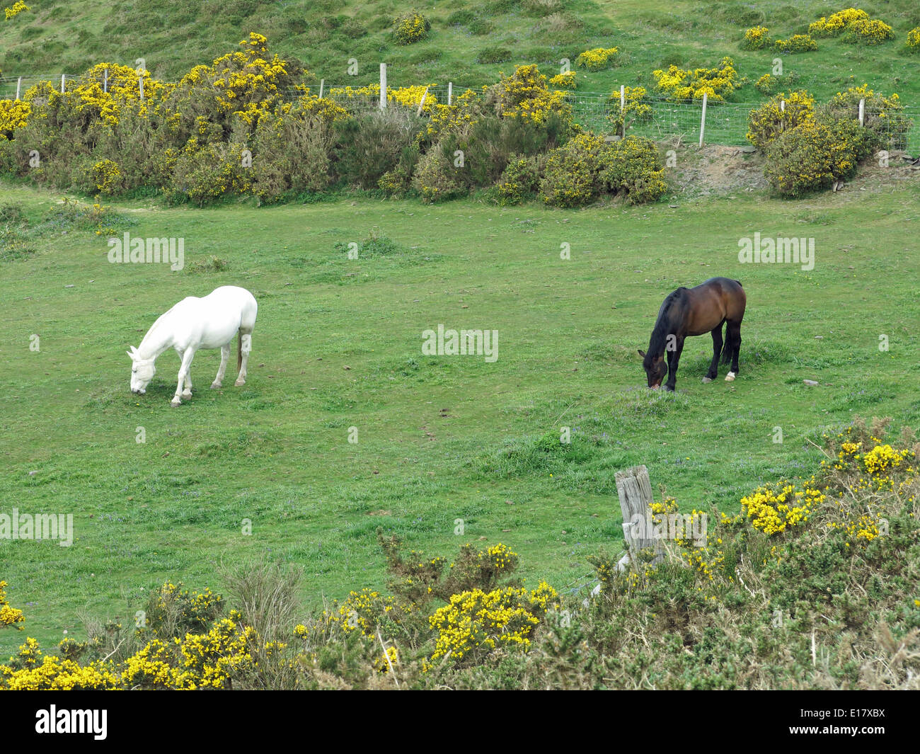Two horse in a field Stock Photo - Alamy