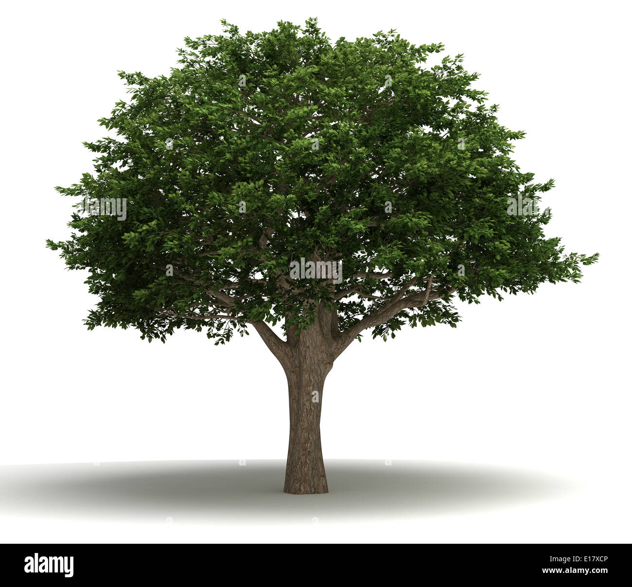 Brazilian pepper tree hi-res stock photography and images - Alamy