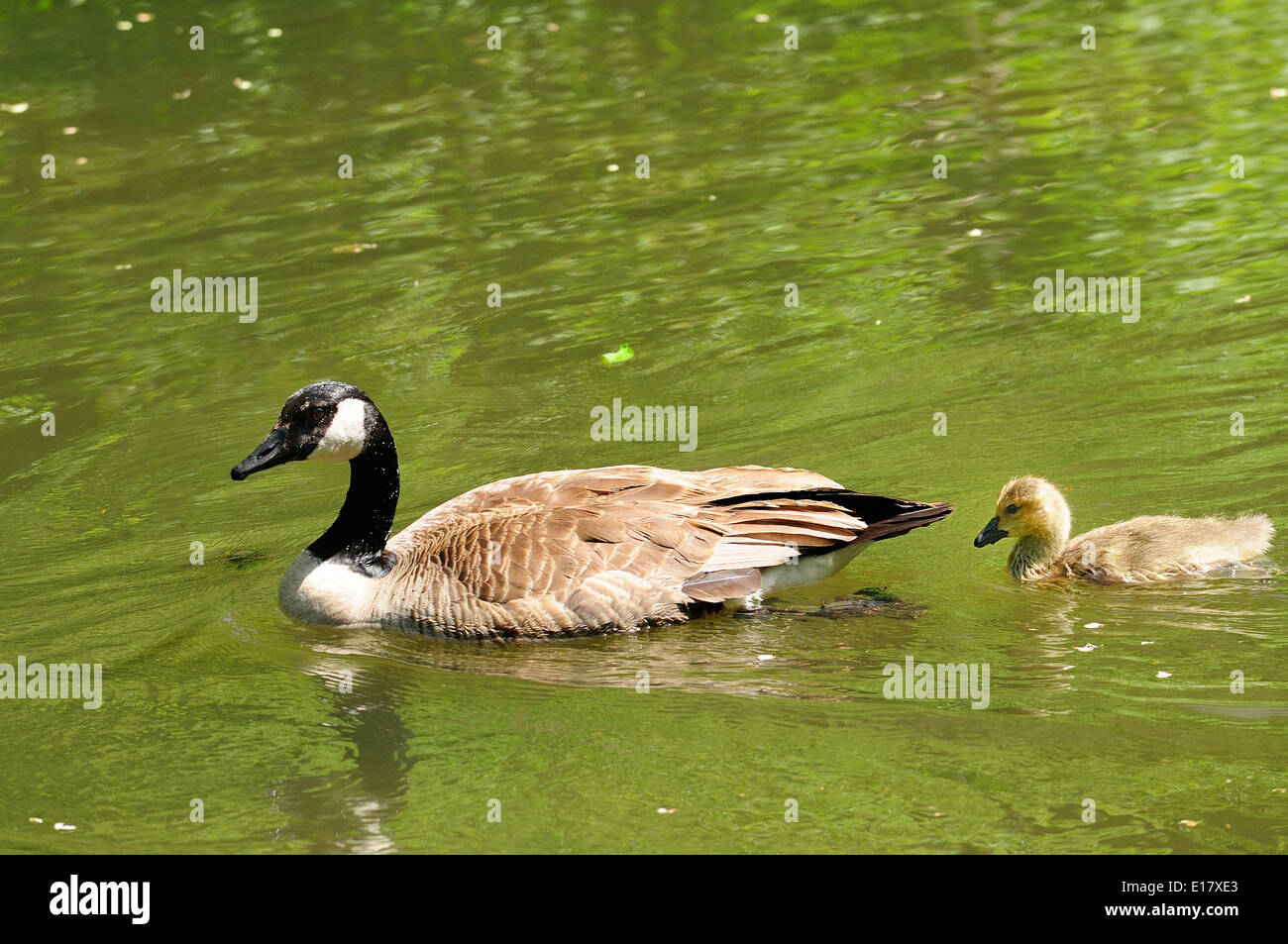 Canadian Goose Mother and Gosling. (Branta canadensis Stock Photo - Alamy